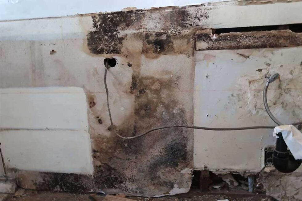 Los Angeles Mold Remediation - Alliance Environmental Group